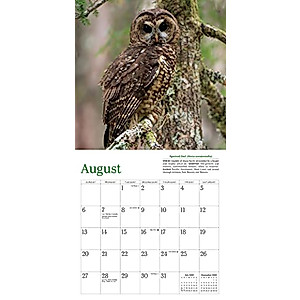 Audubon Little Owls Mini Wall Calendar 2023: A Year of Fluffy and Round Owls