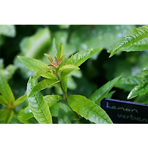 200-Lemon Verbena Seeds for Planting - (Aloysia Wrightii) -