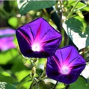 CHUXAY GARDEN 30 Seeds Dark Purple Morning Glory Seed,Ipomoea Purpurea Showy Accent Plant Native Wildflower