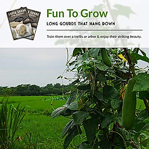 Survival Garden Seeds - Luffa or Loofah Seed for Planting - Packet with Instructions to Plant and Grow Ornamental Gourds in Your Home Vegetable Garden - Non-GMO Heirloom Variety - 1 Pack