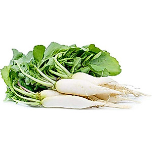 White Icicle Radish Seeds for Planting, 200+ Heirloom Seeds Per Packet, (Isla's Garden Seeds), Non GMO Seeds, Botanical Name: Raphanus sativus, Great Home Garden Gift