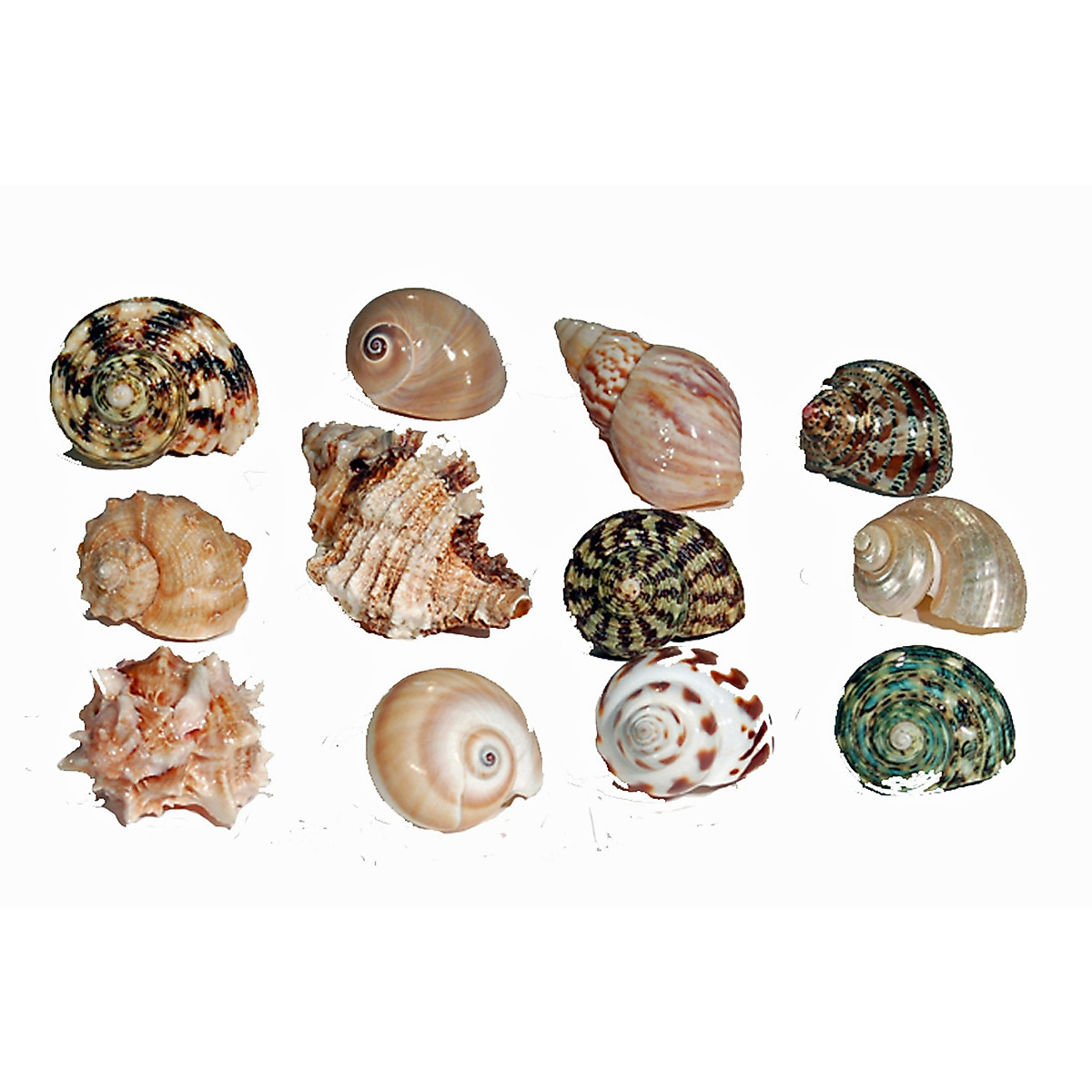 Florida Marine Research SFM34331 12-Pack Hermit Crab Shell, Medium