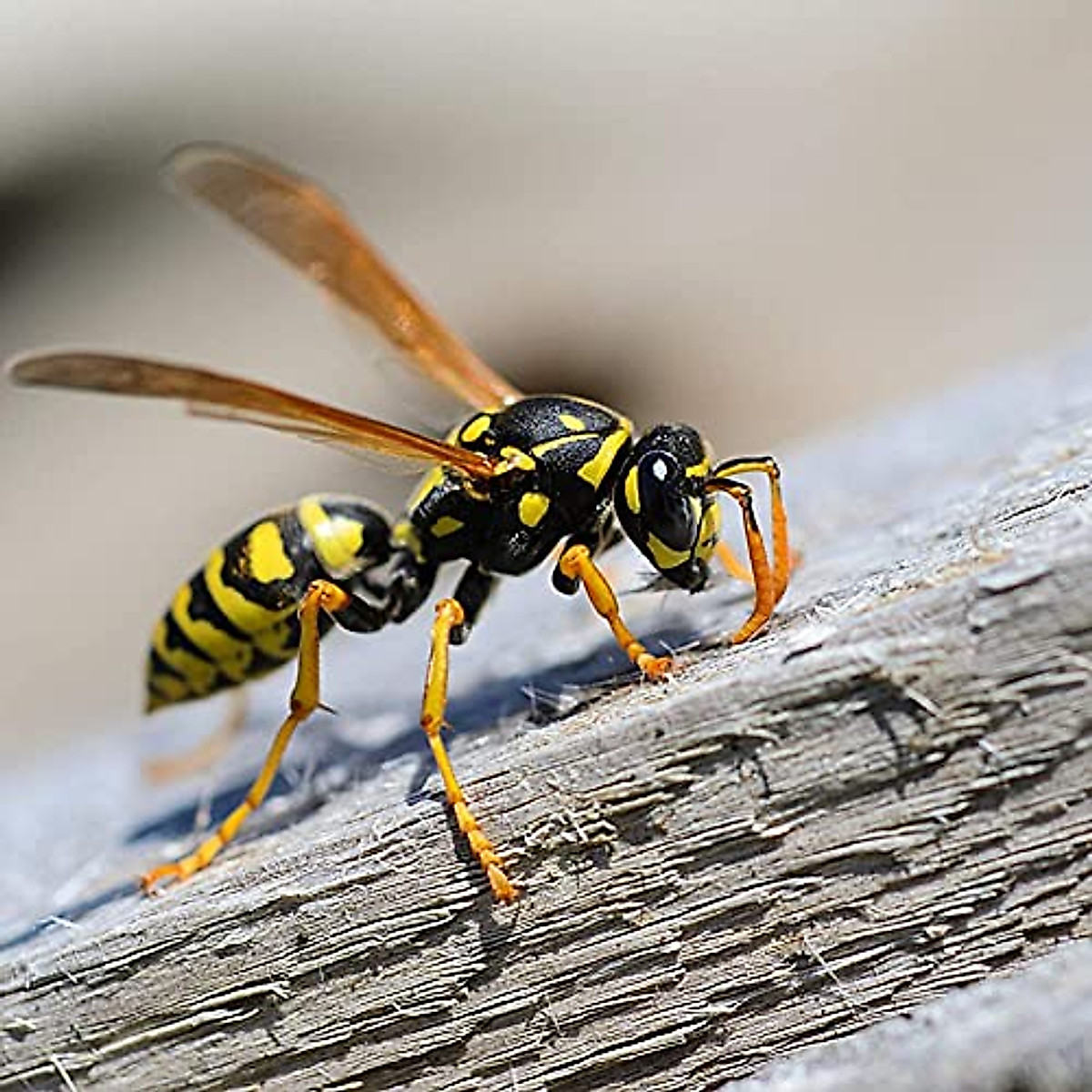 Enforcer Wasp and Jacket Foam - 7 Ounces (Case of 12) A07234-20 Foot Spray - Yellow Jacket, Wasp and Hornet Killer