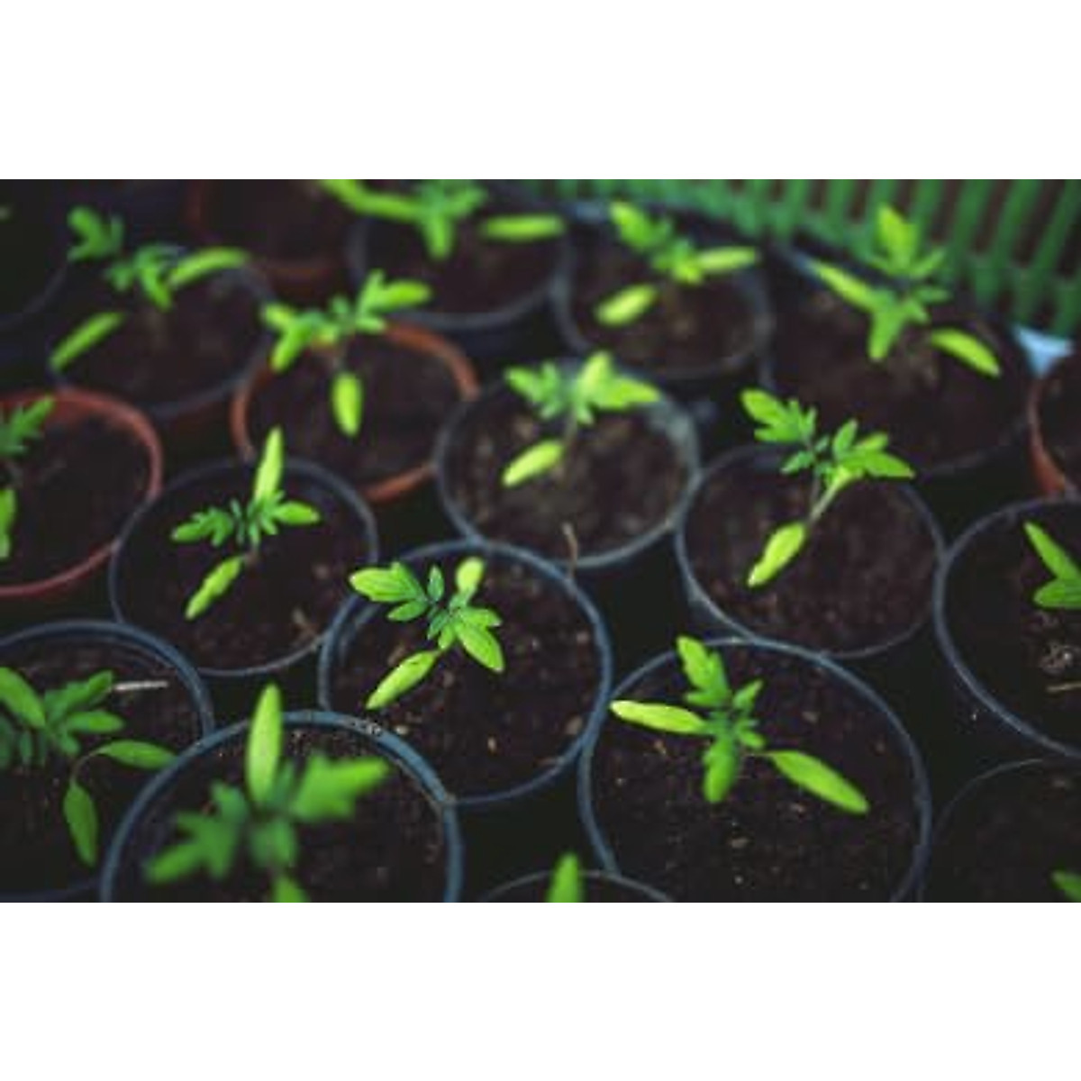 HomeGrownWorms - 250+ (1/4LB) Live Red Wiggler Composting Worms - Live Delivery - Vermicomposting Garden Red Wrigglers - Eisenia Fetida - Wiggle Worm Farm