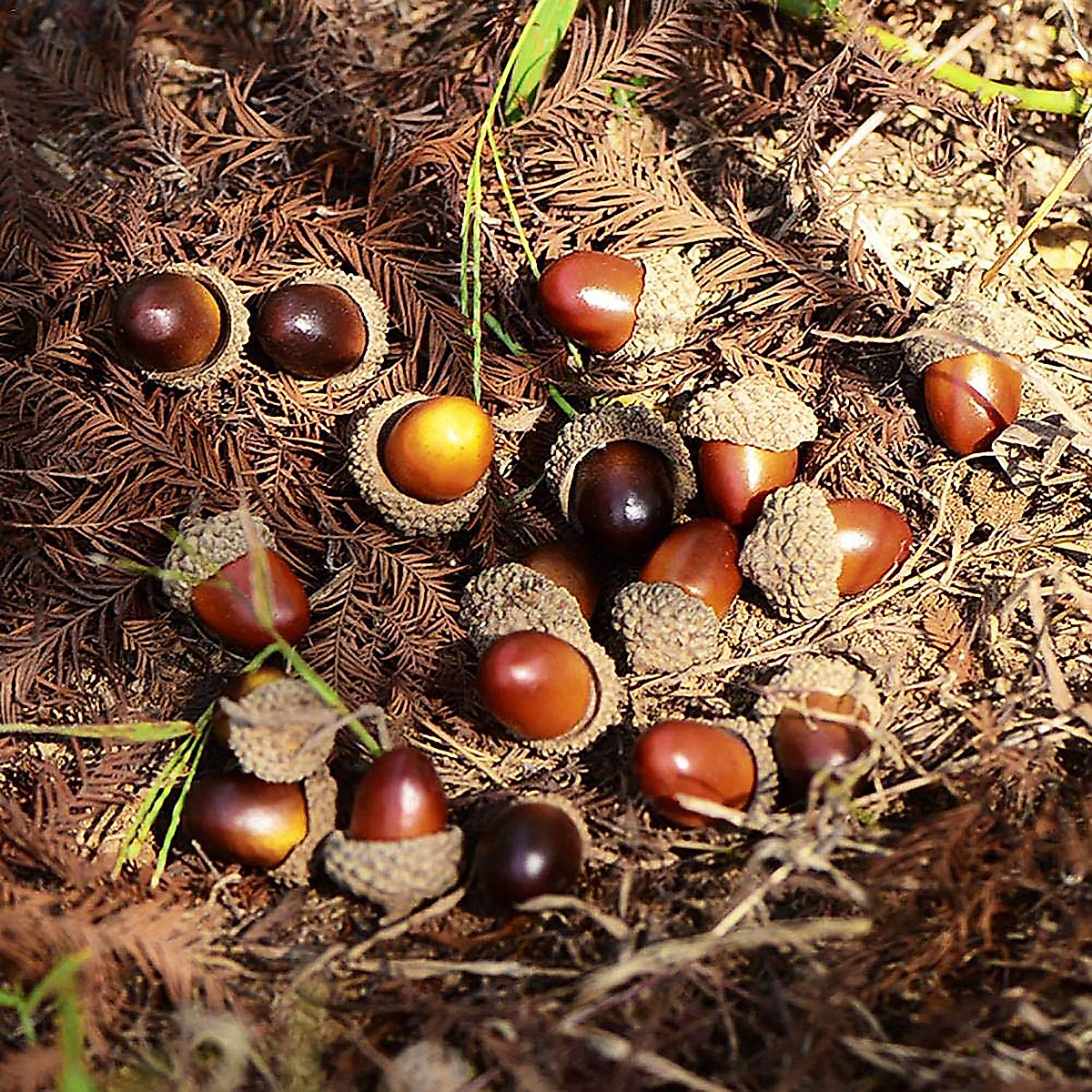 Udefineit 100PCS 3cm Artificial Mini Acorns, Fake Fruit Props Lifelike Oak Nut Plants Model Craft for Home Kitchen Table Decor, Thanksgiving Halloween Christmas Festival Decorative Ornaments (2 Pack)