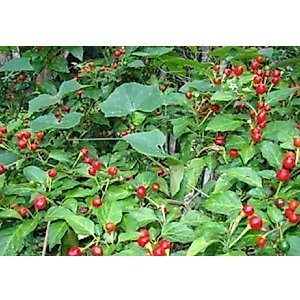 Heirloom Chile CHILTEPIN CHILI PEPPER✿50 SEEDS✿Extremely HOT✿FLAT