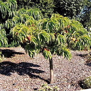 Bonanza Peach Seeds Large Fruit Sweet Delicious Flavor Juicy Ornamental Self-Pollinating Patio Container Garden Indoor Outdoor 10Pcs Fruit Tree Seeds by YEGAOL Garden