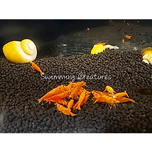 Swimming Creatures 10 Orange Sunkist Neocaridina Freshwater Aquarium Shrimp. Live Arrival Guarantee.