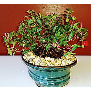 Bonsai Boy Flowering Dwarf Weeping Barbados Cherry Bonsai Tree - Medium Malpighia Pendiculata