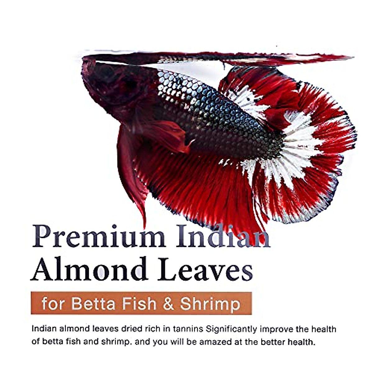 JAITAN Premium Indian Almond Leaves – Water Conditioner, Benefits with Fish Fin Color Enhancement, Effective Breeding of Betta Fish & Shrimp, 8-10 Inches, 50g (20+ Leaves/Pack)