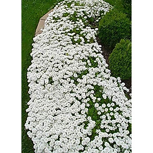 3000+ Mix Creeping Thyme Seeds for Planting, Thymus Serpyllum Heirloom, Ground Cover Plants Easy to Plant and Grow, Blue, Purple, White, Red, Green, Yellow Flowers