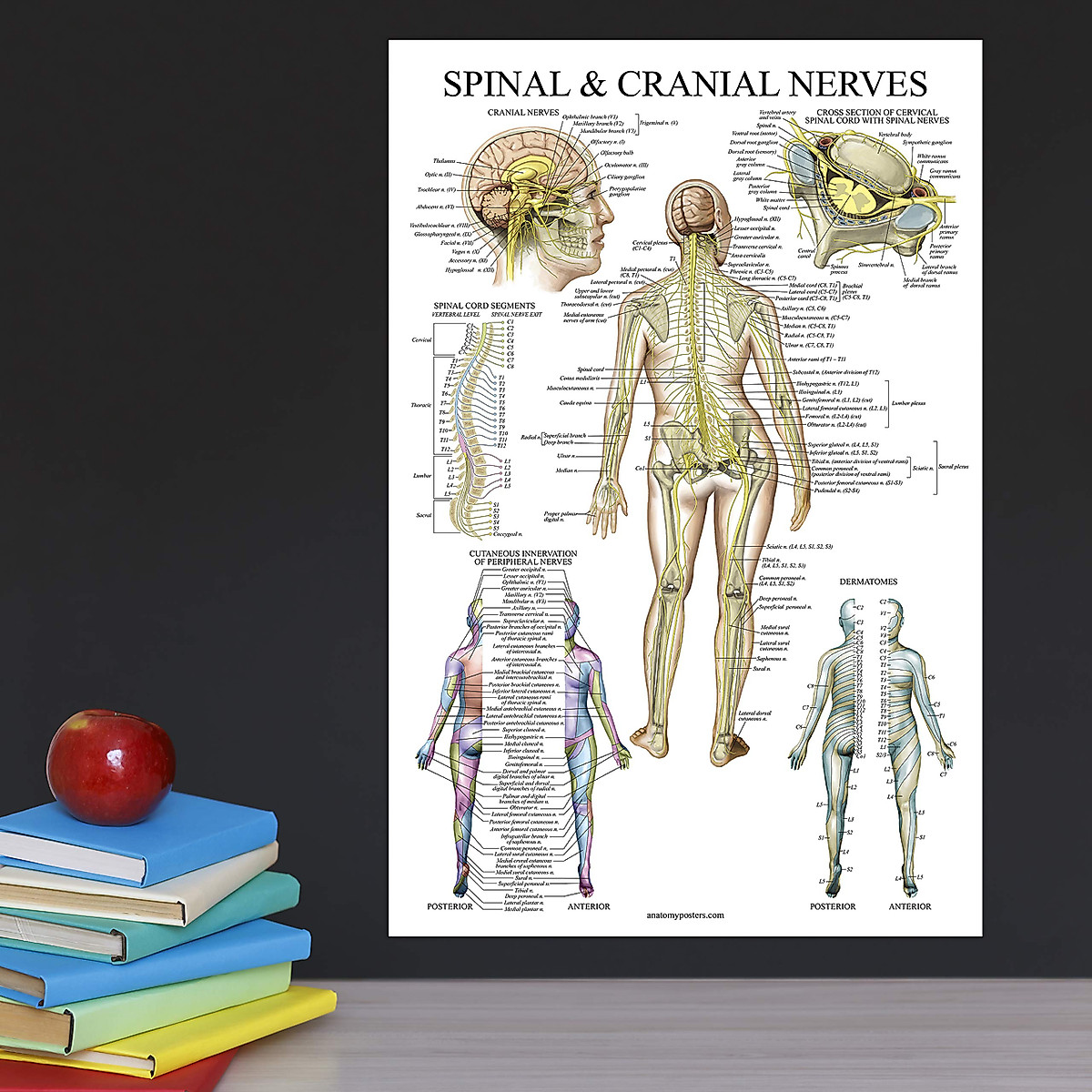 Palace Learning 2 Pack - Spinal Nerves & Nervous System Anatomy Posters - Set of 2 Anatomical Charts - Spine/Nervous - Laminated 18" x 24"