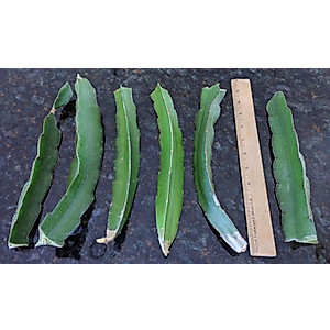 2 Healthy RED Dragon Fruit Plant Vine Cuttings Pitahaya 10 Inch Cutting