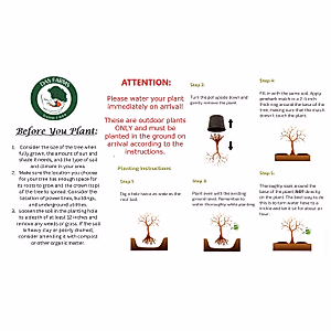 Newport Viburnum - Compact Snowball Bush - Live Plant Shipped 1 to 2 Feet Tall by DAS Farms (No California)