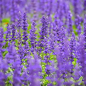 Blue Sage Seeds - 1 Pound - Blue Flower Seeds, Heirloom Seed Attracts Bees, Attracts Butterflies, Attracts Hummingbirds, Attracts Pollinators, Easy to Grow & Maintain, Fragrant, Container Garden