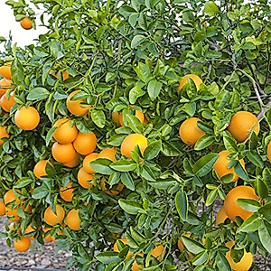 Dwarf Valencia Orange Seeds Fragrant Sweet Juicy GMO Free Patio Courtyard Outdoor Containers 15Pcs Fruit Tree Seeds by YEGAOL Garden
