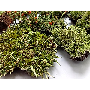 Tin Roof Treasure Super Fairy Garden Assortment Moss and Lichen for Terrarium, 6"x9" Bag