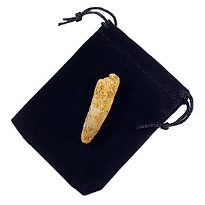 Genuine Large Spinosaurus Tooth with Velvet Bag - 1.5-2 inches Long