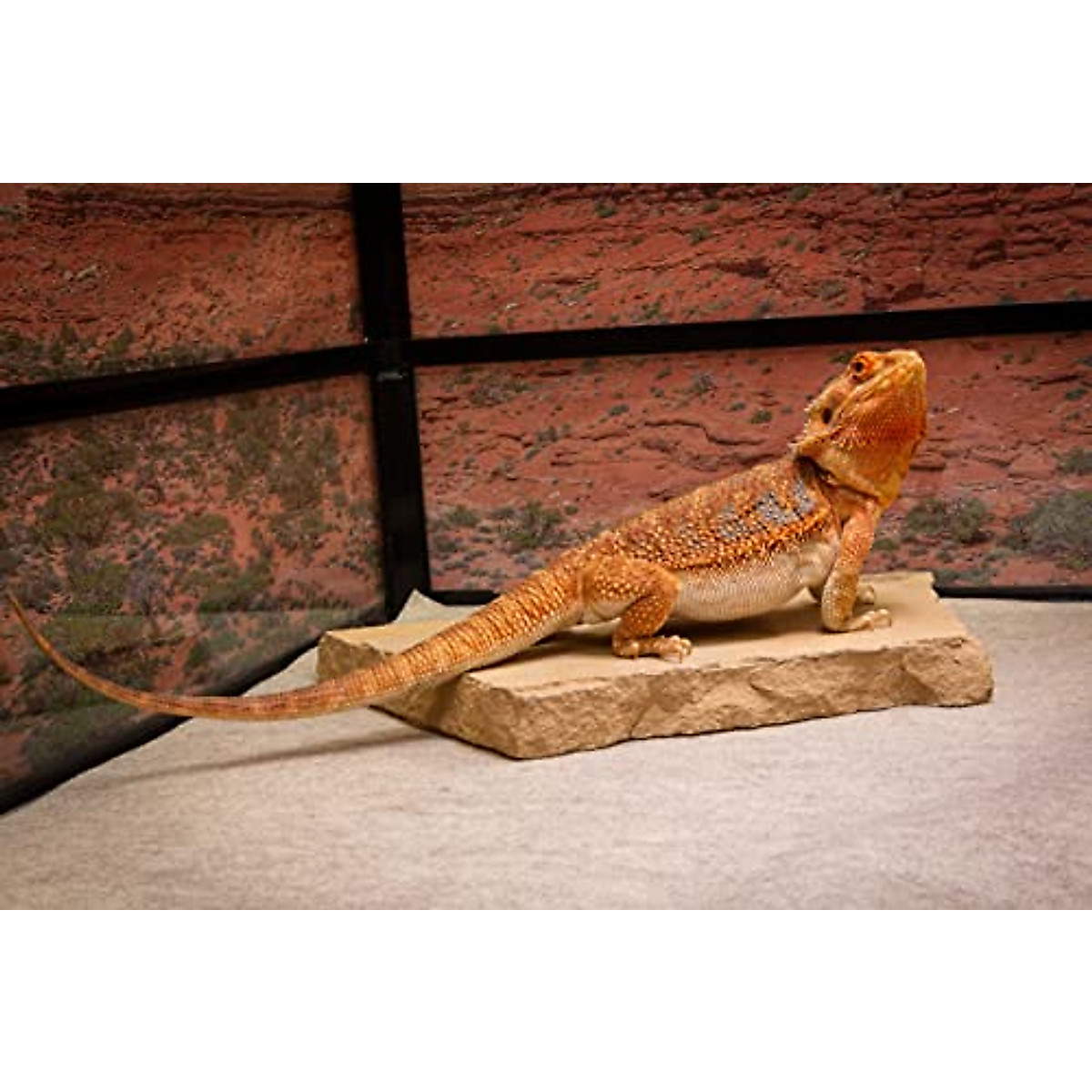 Carolina Custom Cages Natural Habitat Rocks, Painted Desert (one Large Size)