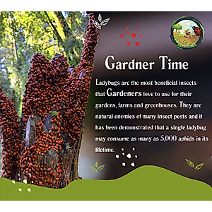 300 Live Ladybugs - Gardner Time - Good Bugs for Garden - Bag of LiveLadybugs - Guaranteed Live Delivery