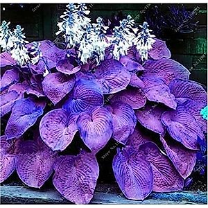 100 Pcs Mixed Hosta Jardin Perennials Lily Flower Pot White Lace DIY Home Garden Ground Cover Garden Plant - (Color: t)