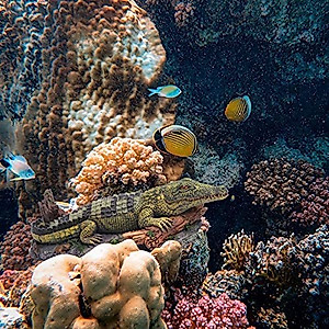 Hikari (3 Pack) Cichlid Gold Floating Pellets for Pets, Mini - 8.8-Ounce Each