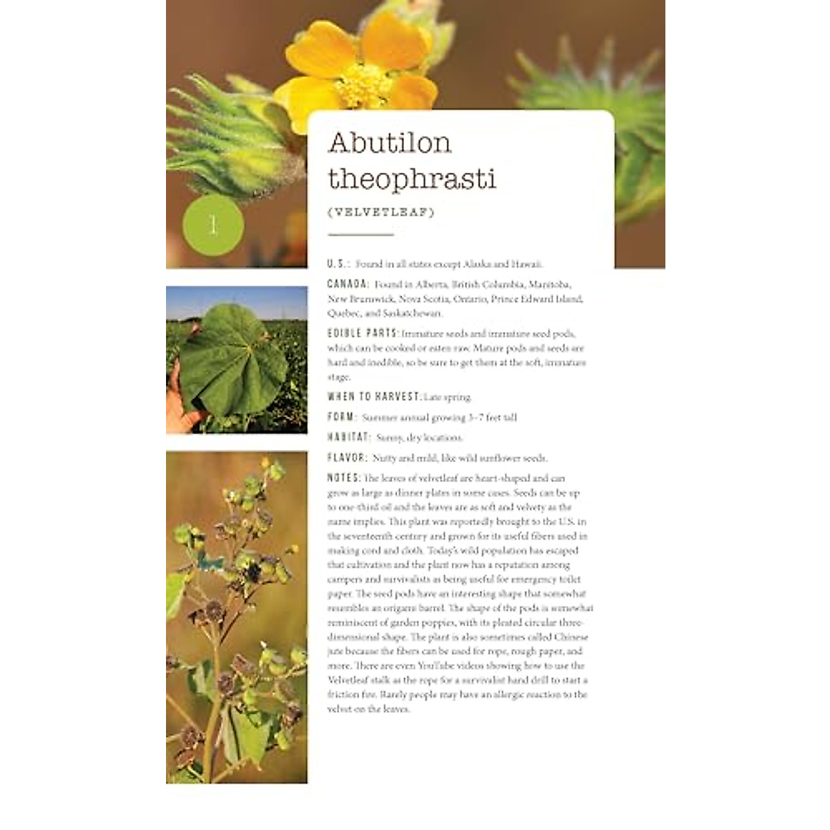 276 Edible Wild Plants of the United States and Canada: Berries, Roots, Nuts, Greens, Flowers, and Seeds in All or the Majority of the US and Canada