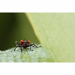 Tamron AFF004N700 SP 90MM F/2.8 DI MACRO 1:1 VC USD For Nikon 90mm IS Macro Lens for Nikon (FX) Cameras - Fixed