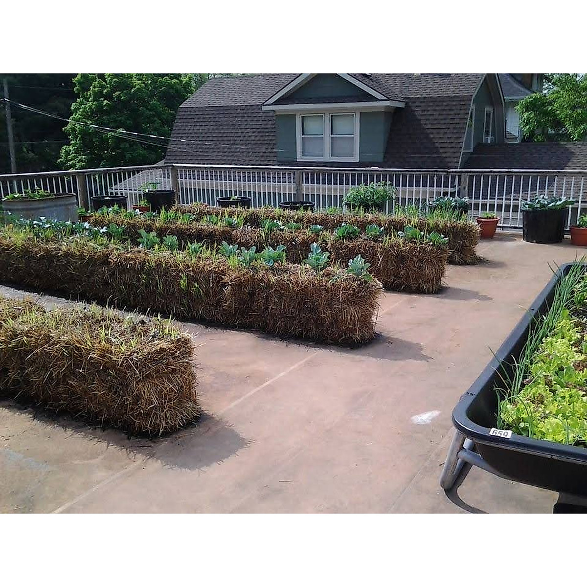 BaleBuster4 Four Bale Conditioning Formula for Preparation of a Straw Bale Garden for Planting a Vegetable Garden