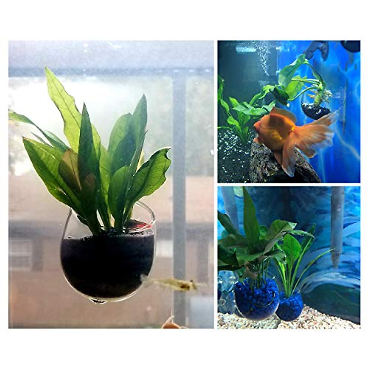 DS. DISTINCTIVE STYLE Aquatic Plant Cups 2 Pieces Crystal Glass Plant Pot with 2 Suction Cups for Aquarium Decoration
