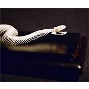 C & A Scientific - Premiere 51016 Real Snake Skeleton, Non-Venomous