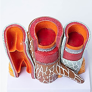 Removerable Teaching Model Human Blood Vessels Model 14 X Enlarged Anatomy Model Arteriovenous Cardiovascular Model Medical Teaching Anatomy