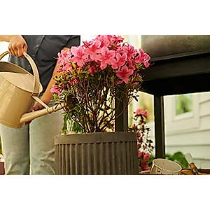 Miracle-Gro Water Soluble Azalea, Camellia, Rhododendron Plant Food - Fertilizer for Acid-Loving Plants & Flowers, 5 lb.