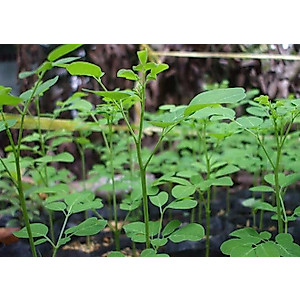 Moringa Rooted Plant Ornaments Perennial Garden Simple to Grow Pots, Moringa Oleifera, 6 Inches in Tall