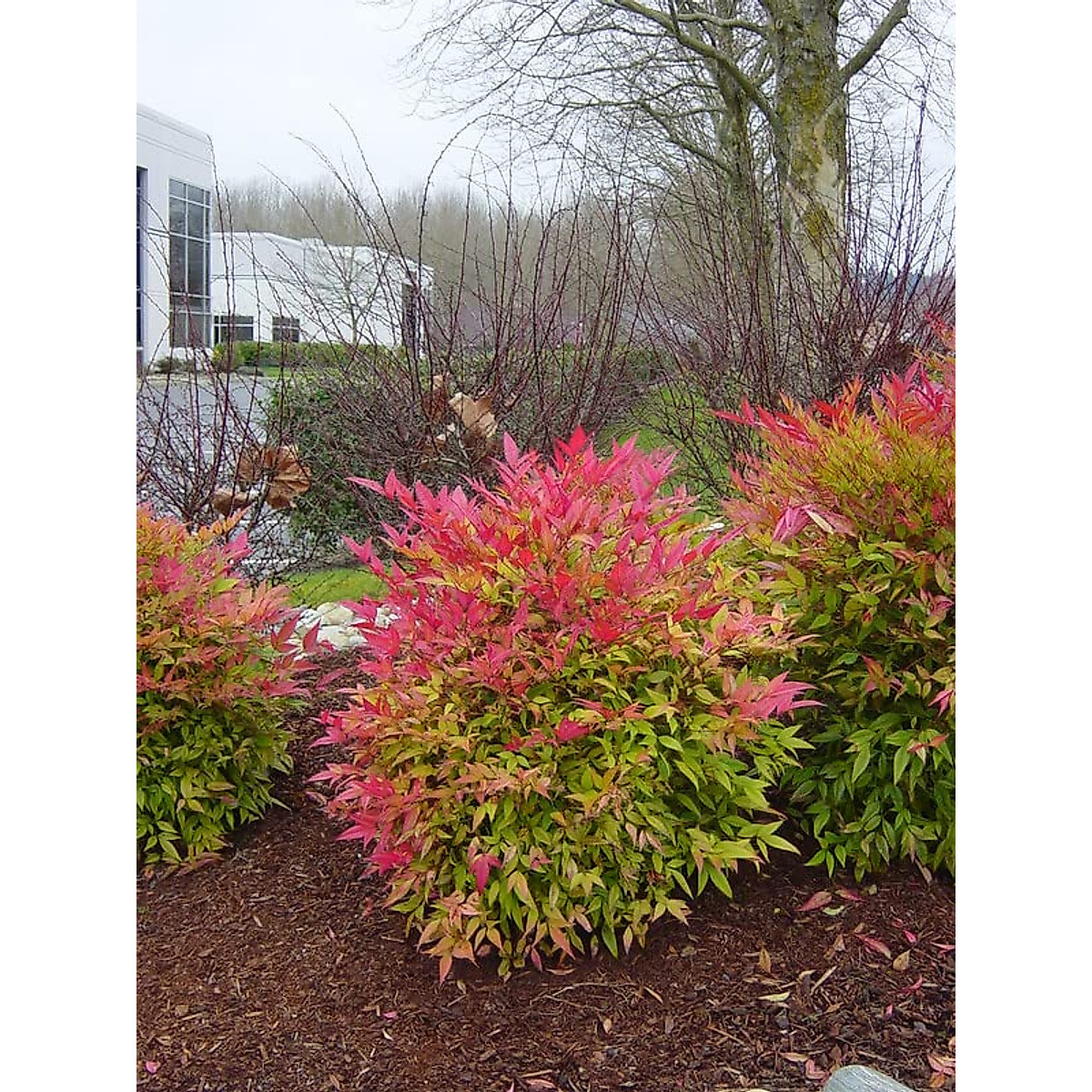 10 Dwarf Firepower Nandina Shrub Nandina Plants 5 to 9 Inc Tall, in 2.5 Inc Pot for Planting Ornaments Perennial Garden Simple to Grow Pots Gifts