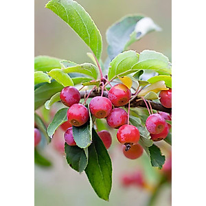 Sargent Crabapple Tree Live Plant 10-16" Tall DORMANT - Crab Apple Fruit - No Ship to CA, HI