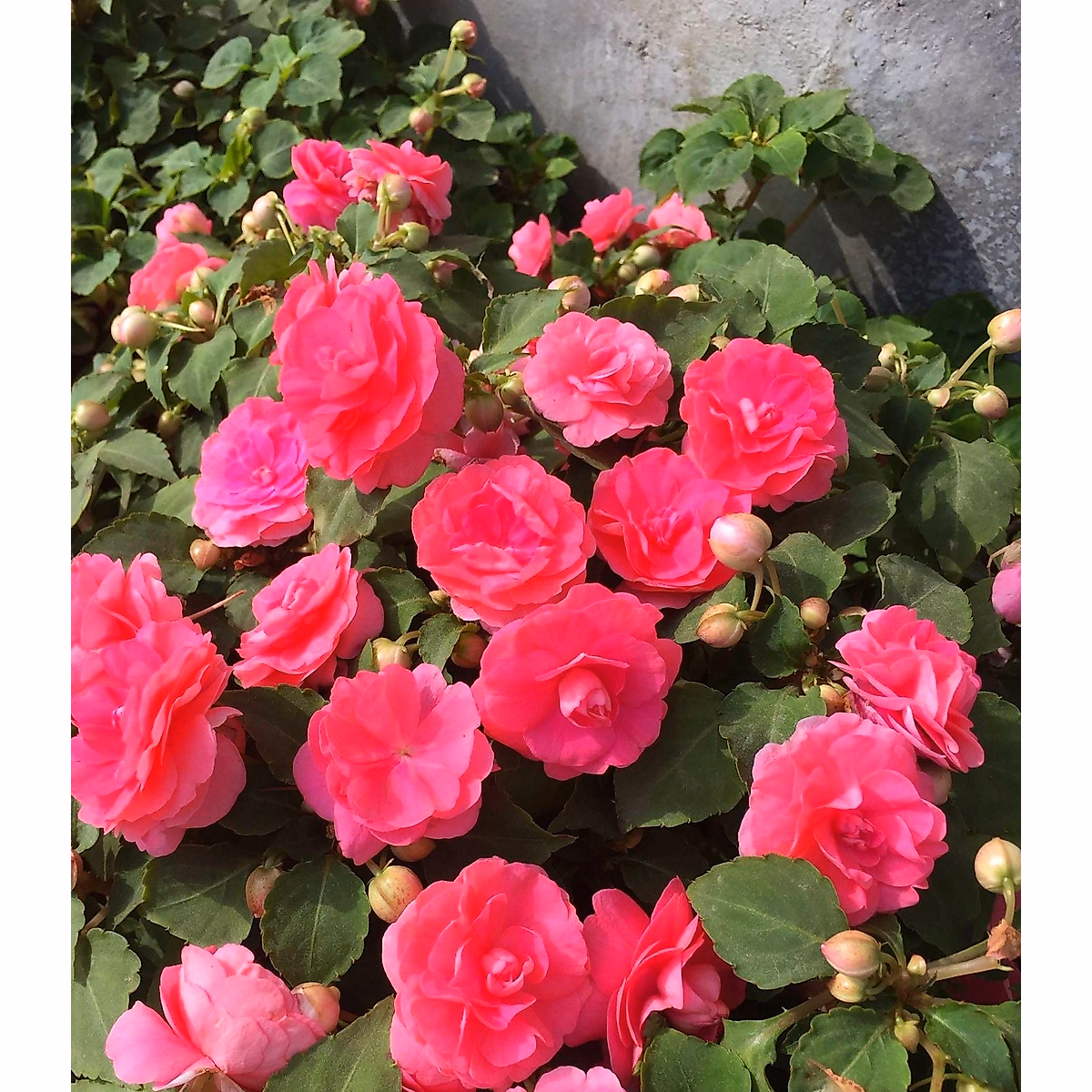 50+ Mixed Rose Flower Seeds Perennial Flowers Plants Garden