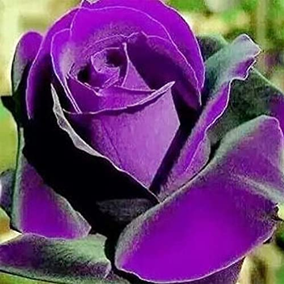 QAUZUY GARDEN 200 Seeds Rare Purple Dragon Rose Seeds for Planting- Fragrant Flowering Bonsai Roses for Balcony Roof Garden Living Room Windows Office Decor Easy to Grow