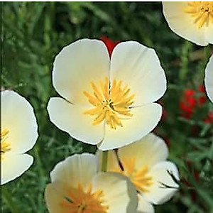 White Linen California Poppy Seeds for Planting, 1000+ Flower Seeds Per Packet, (Isla's Garden Seeds), Non GMO Seeds, Scientific Name: Eschscholzia californica, Great Home Garden Gift