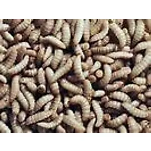 KBM Feeders Black Soldier Fly Larvae 1000 Count