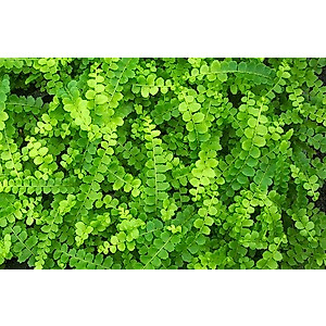 Lemon Button Fern - 4" Pot - Nephrolepis cordifolia Duffii - Live Plant