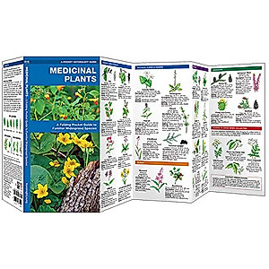 Medicinal Plants: A Folding Pocket Guide to Familiar Widespread Species (Nature Observation North America)