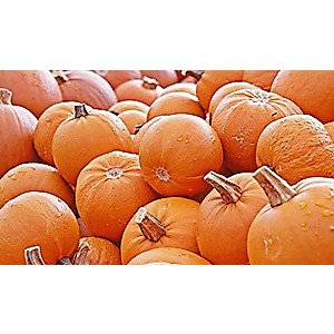 Mixed Pumpkin Seeds for Planting “Classic Mix” – Orange and Orange-Tinted Pumpkins in a Variety of Sizes and Shapes | Heirloom Seeds by Liliana's Garden |