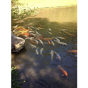 America's Best Koi Food 20 lbs Koi Fish Food Small to Medium Pond Pellets for Pond Fish with 35% Protein