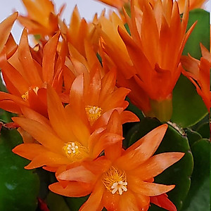 Live Orange Easter Cactus 4 to 6 Inc Tall Rooted Plant Spring Cactus Planting Ornaments Perennial Garden Simple to Grow Pot Gifts