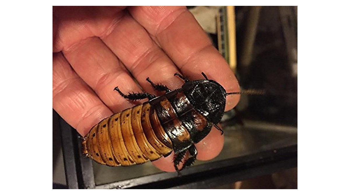 Madagascar Hissing Cockroach Pair | Easy Care Pet Insects