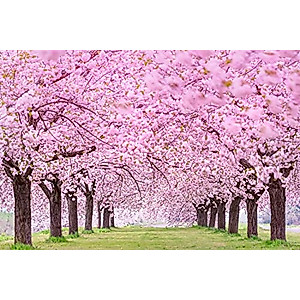 30 Pcs Weeping Sakura Seeds Plant Cherry Blossom Seeds,for Growing Seeds in The Garden or Home Vegetable Garden