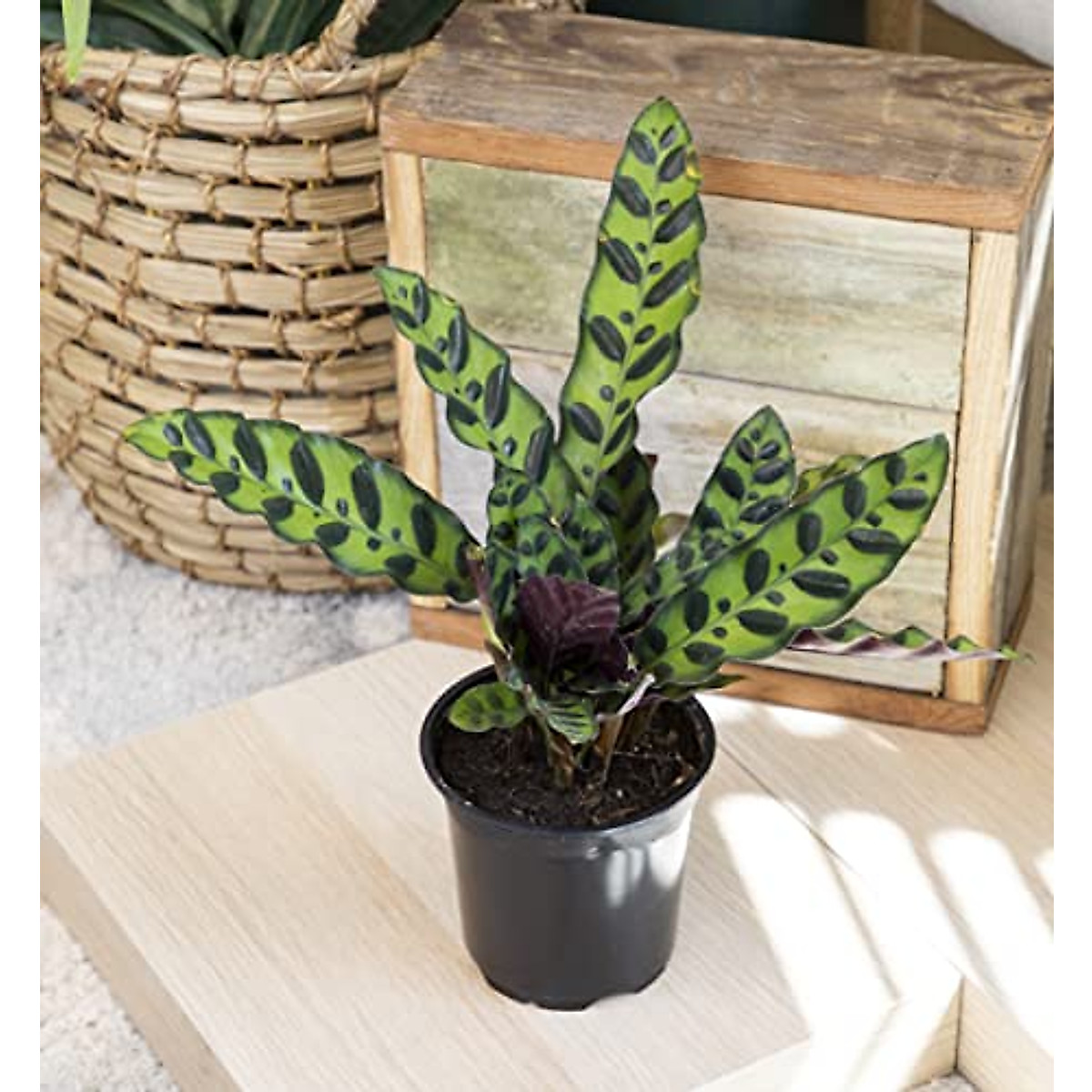 Calathea Prayer Plants Live House Plants Kit (4 PK), Calathea Plant Live Indoor Plants Live Houseplants, Live House Plants Indoors Live Plants Indoor, Live Indoor House Plants Live by Plants for Pets