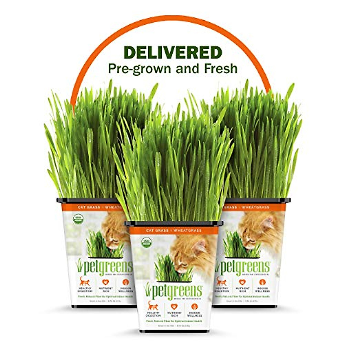 100% Certified Organic Fresh Cat Grass 3-Pack. Natural Cat Treat