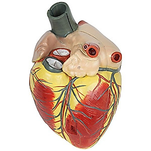 Axis Scientific Enlarged Human Heart Model, 3x Life-Size, Anatomically Accurate 3-Part Numbered Anatomical Heart Illustrates 34 Internal Structures, Magnetically Connected, Includes Product Manual